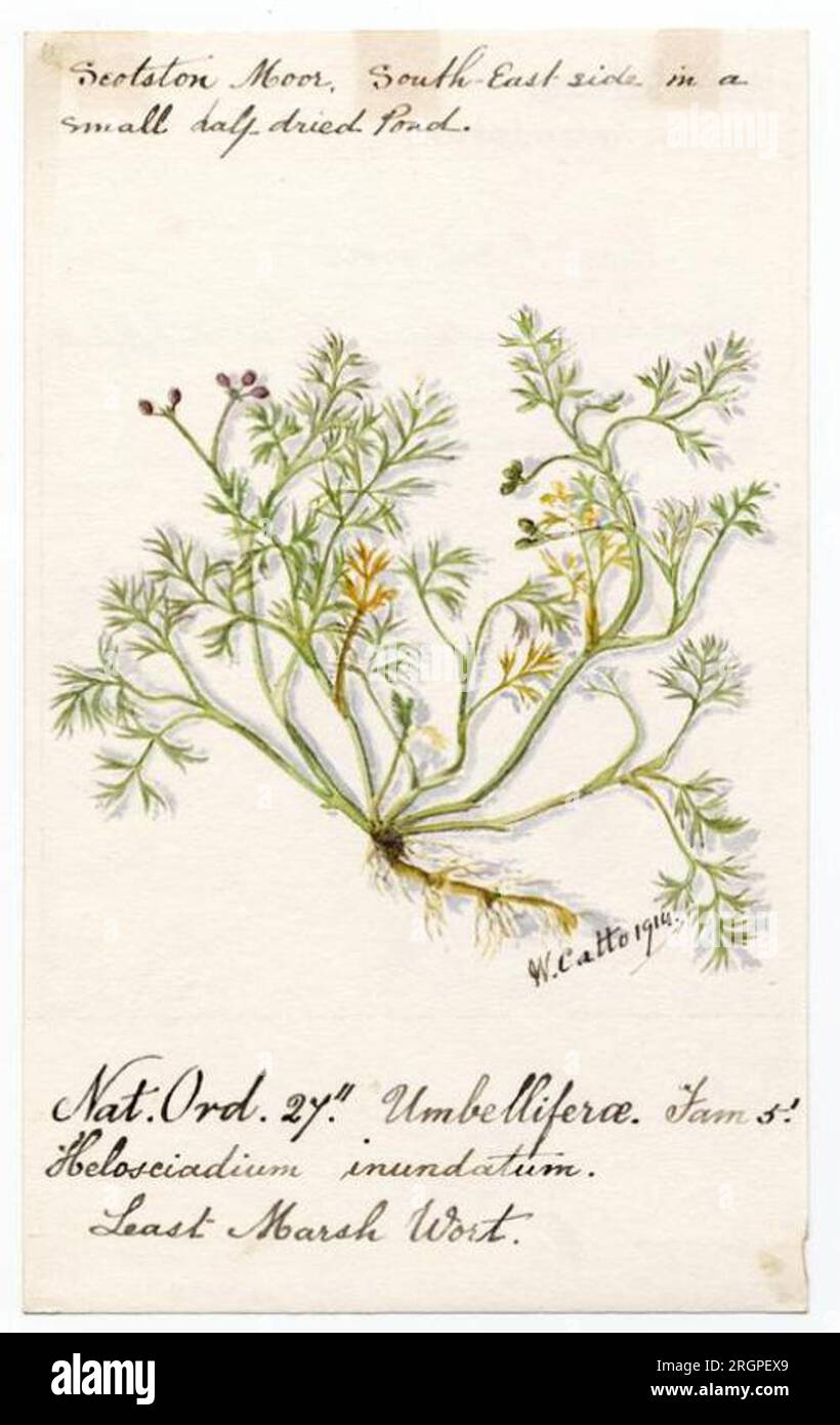 Least Marsh Wort - William Catto 1914 by William Catto Stock Photo - Alamy
