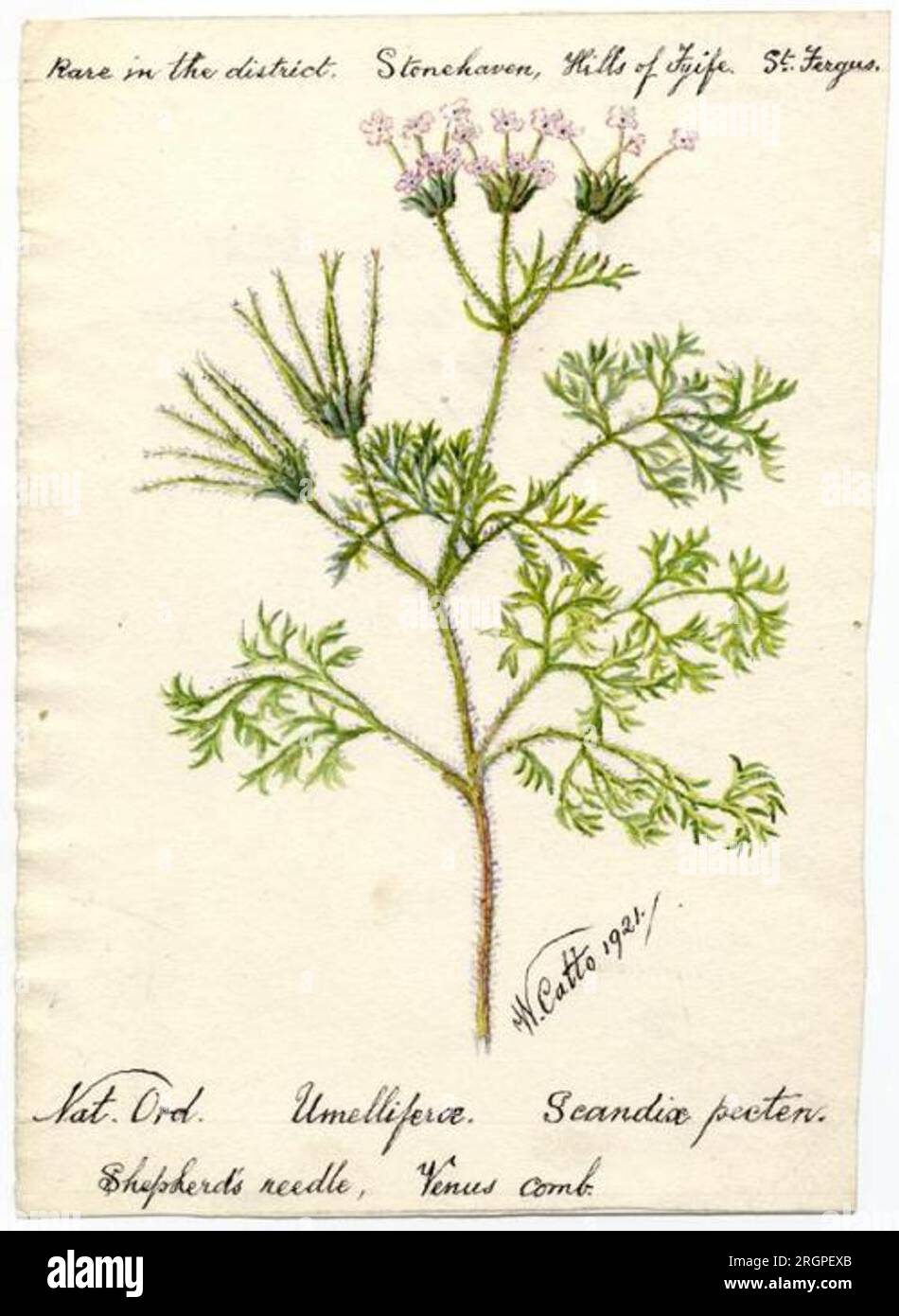 Shepherd's needle or Venus comb (Scandix pecten) - William Catto 1921 ...