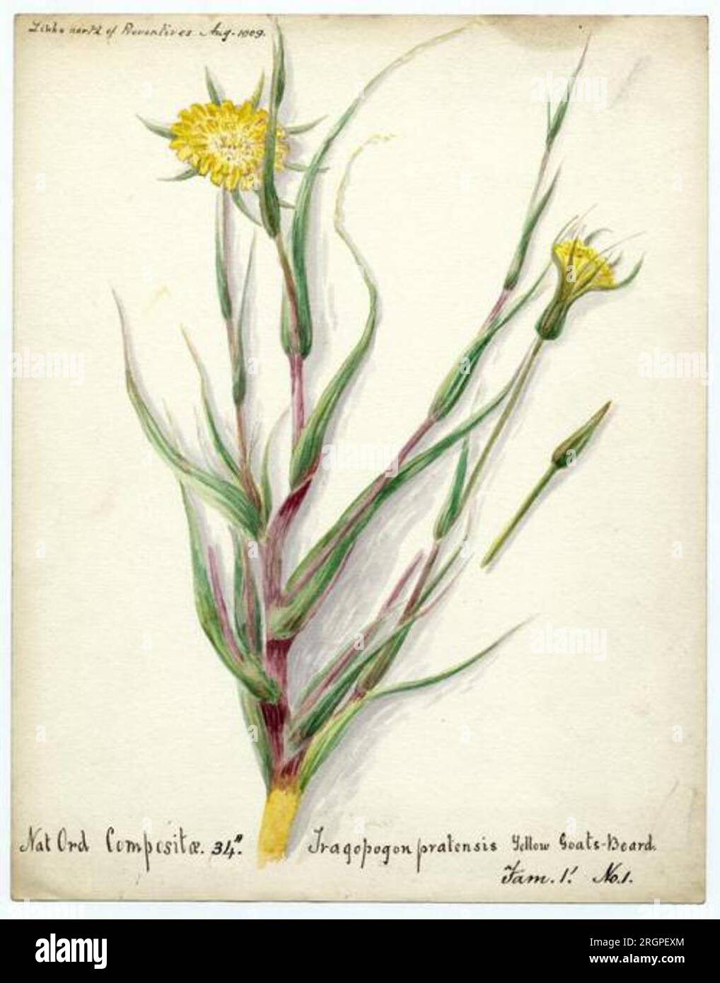 Yellow Goats-Beard - William Catto 1 August 1909 by William Catto Stock ...