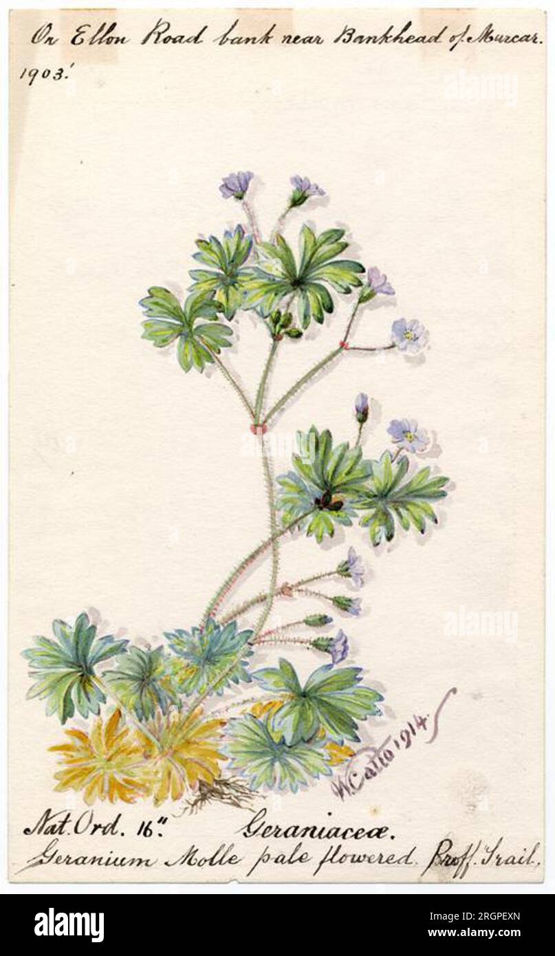Pale-flowered Dove's-foot Cranes Bill (Geranium molle) - William Catto ...