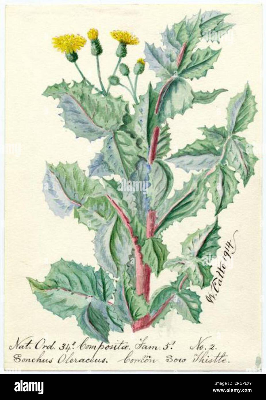 Common Sow Thistle (Sonchus Oleraceus) - William Catto 1914 by William ...
