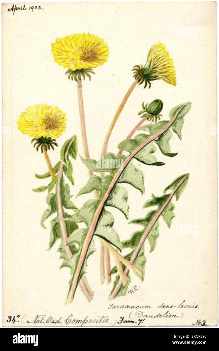 Dandelion - William Catto 1 April 1903 by William Catto Stock Photo - Alamy