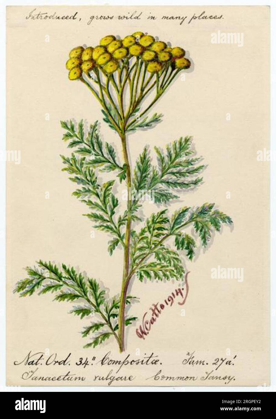 Common Tansy (Tanacetum vulgare) - William Catto 1914 by William Catto ...