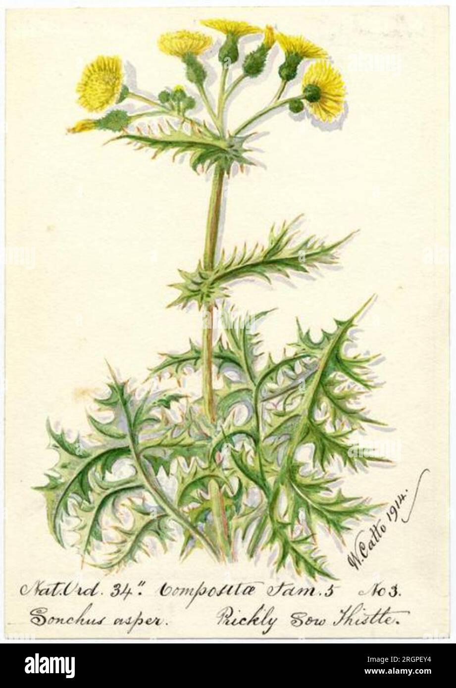 Rickly sow thistle william catto hi-res stock photography and images ...