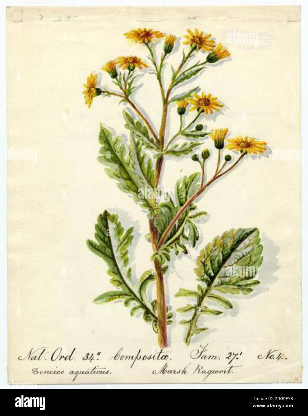 Marsh Ragwort (Senecio aquaticus) - William Catto by William Catto ...