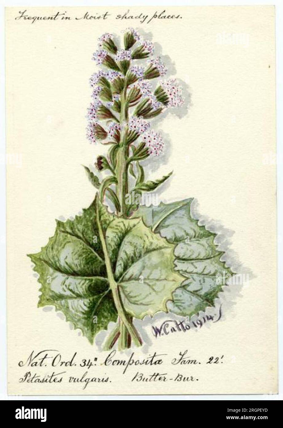Butter-Bur (Petasites hybridus) - William Catto 1914 by William Catto ...