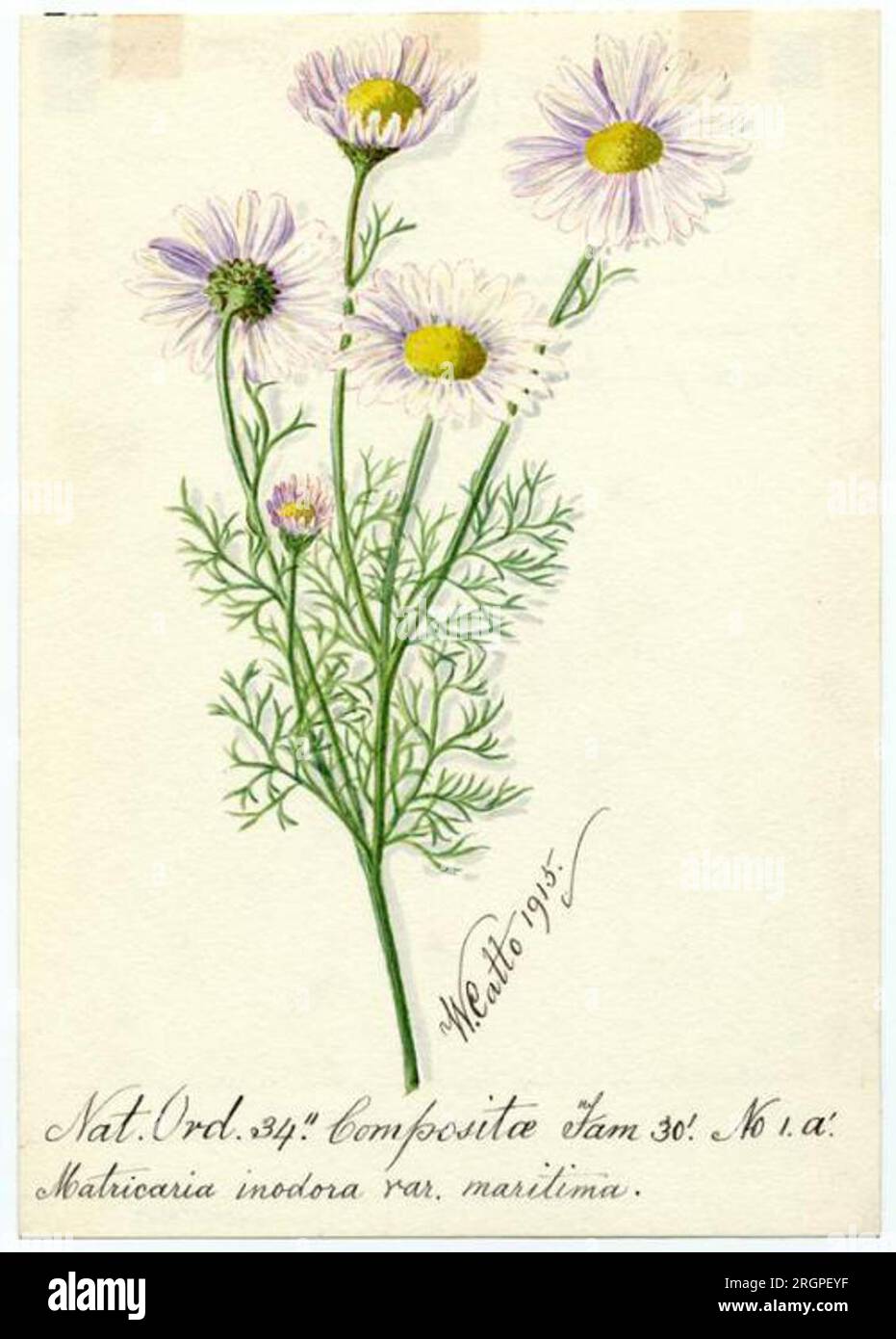 Matricaria maritima hi-res stock photography and images - Alamy