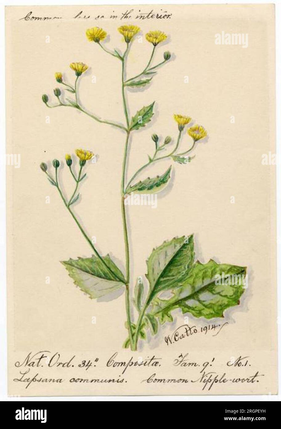 Lapsana Communis Lapsana Communis Flores NatureGate