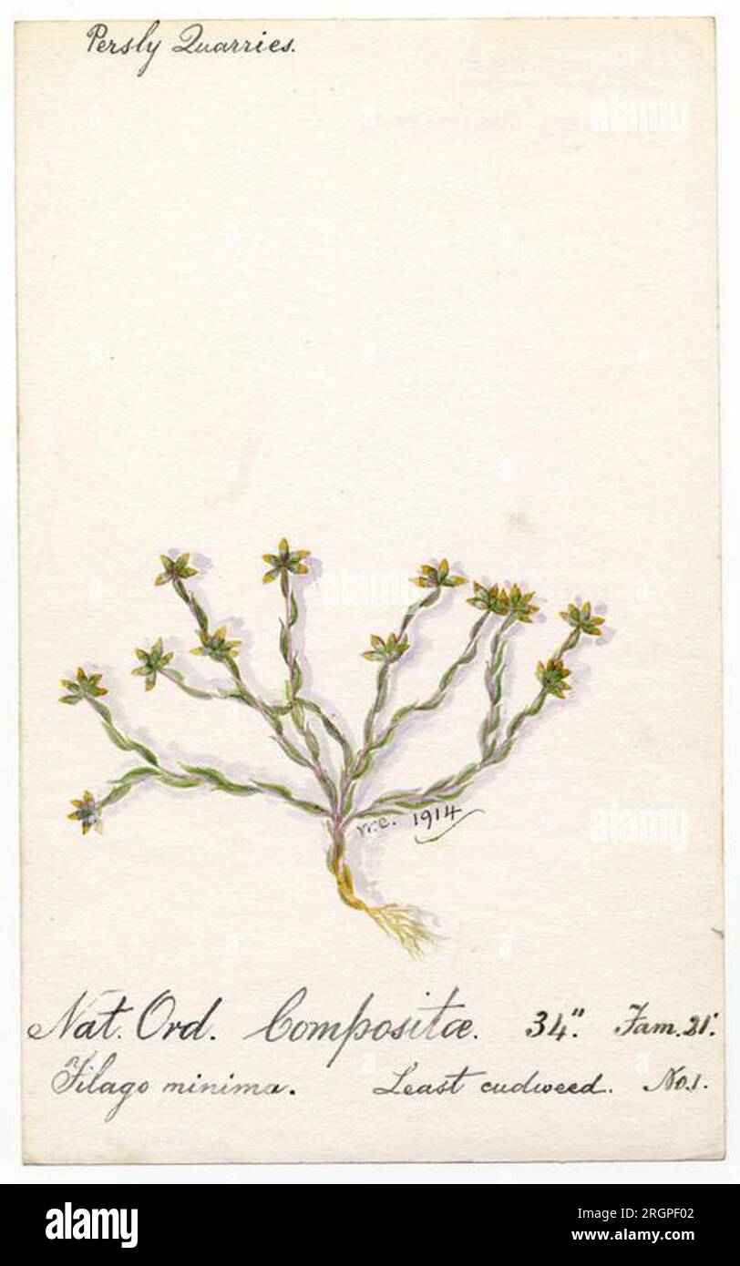Least cudweed (Filago minima) - William Catto 1914 by William Catto ...