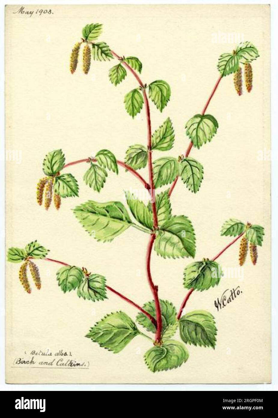 Birch and Catkins (Betula verrucosa) - William Catto 1 May 1903 by ...