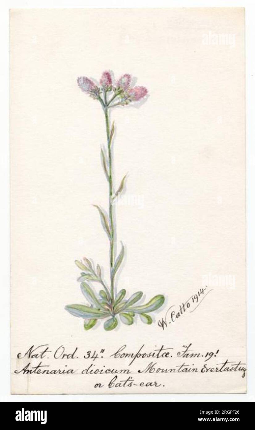 Mountain Everlasting or Cat's-ear (Antennaria dioica) - William Catto ...