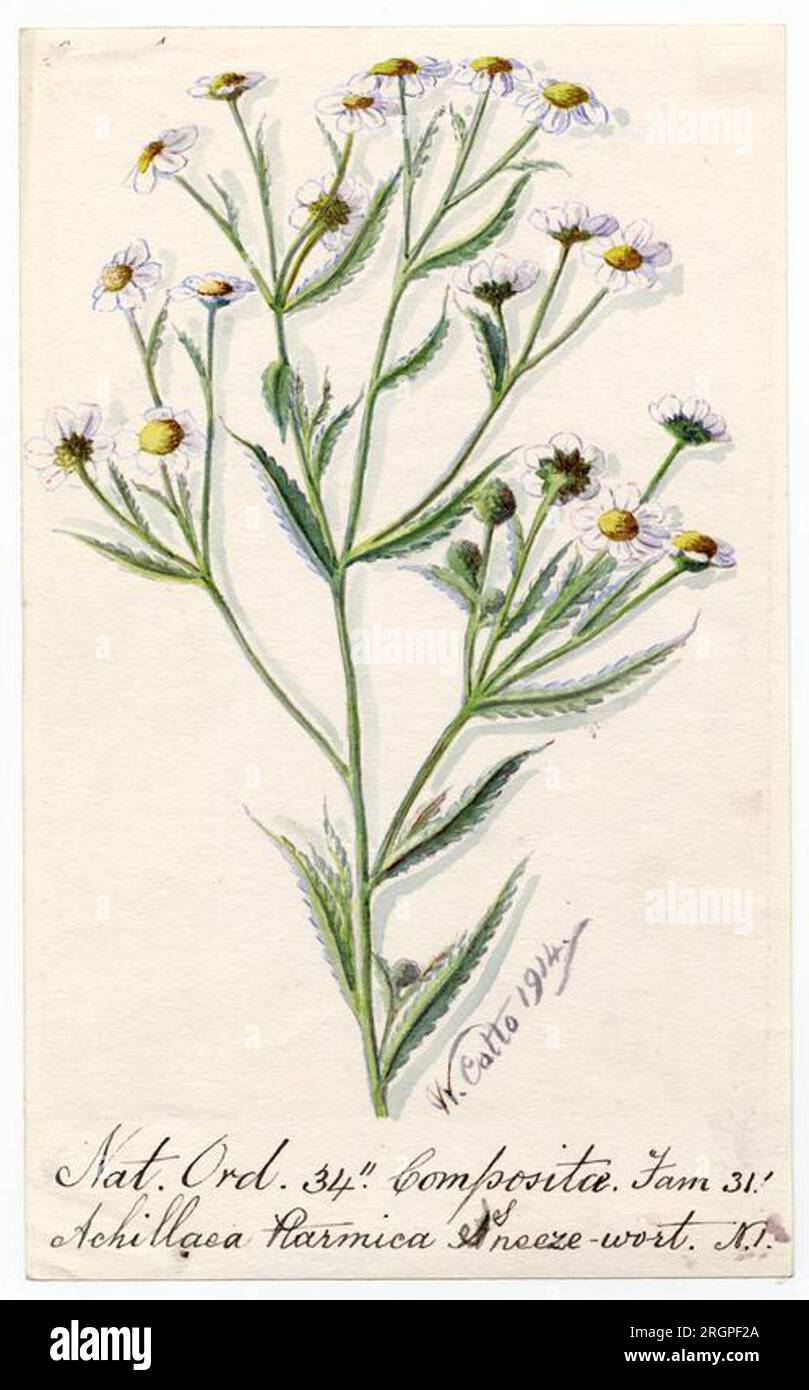 Sneeze-wort (Achillea ptarmica) - William Catto 1914 by William Catto ...