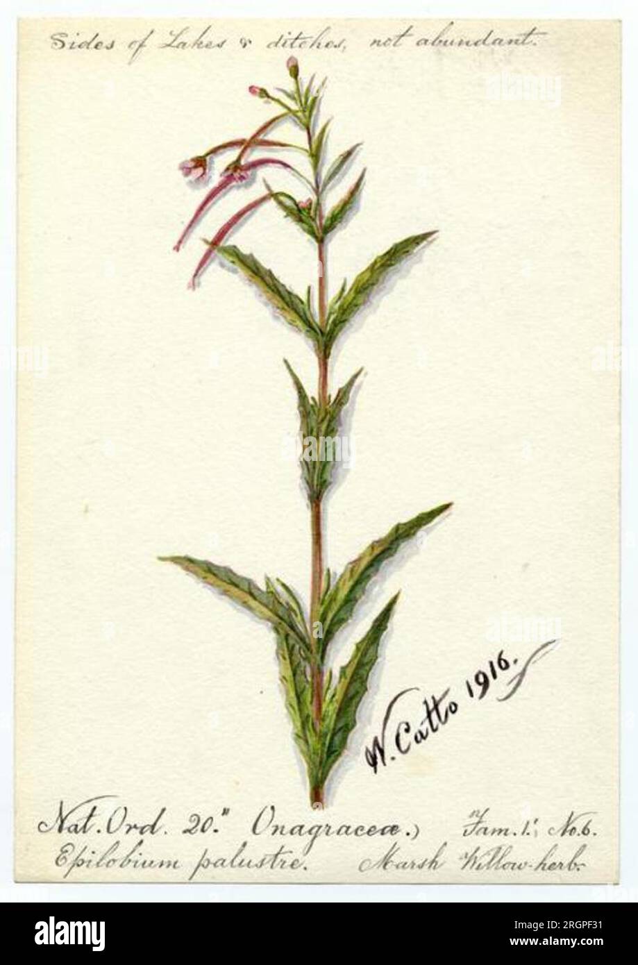 Marsh willow herb hi-res stock photography and images - Alamy