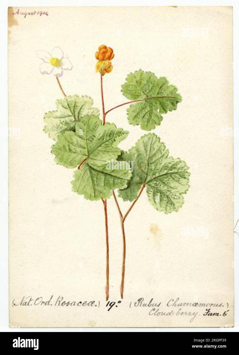 Cloud-Berry (Rubus chamaemorus) - William Catto 1914 by William Catto ...