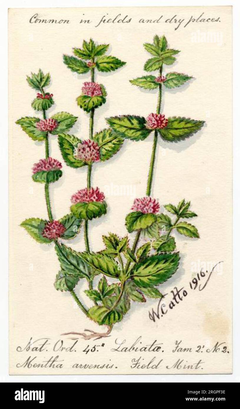 Menitha arvensis hi-res stock photography and images - Alamy