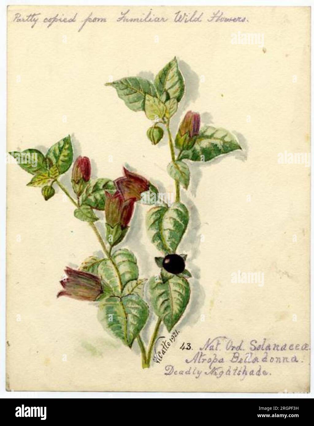 Deadly Nightshade (Atropa Belladonna) - William Catto 1921 by William ...