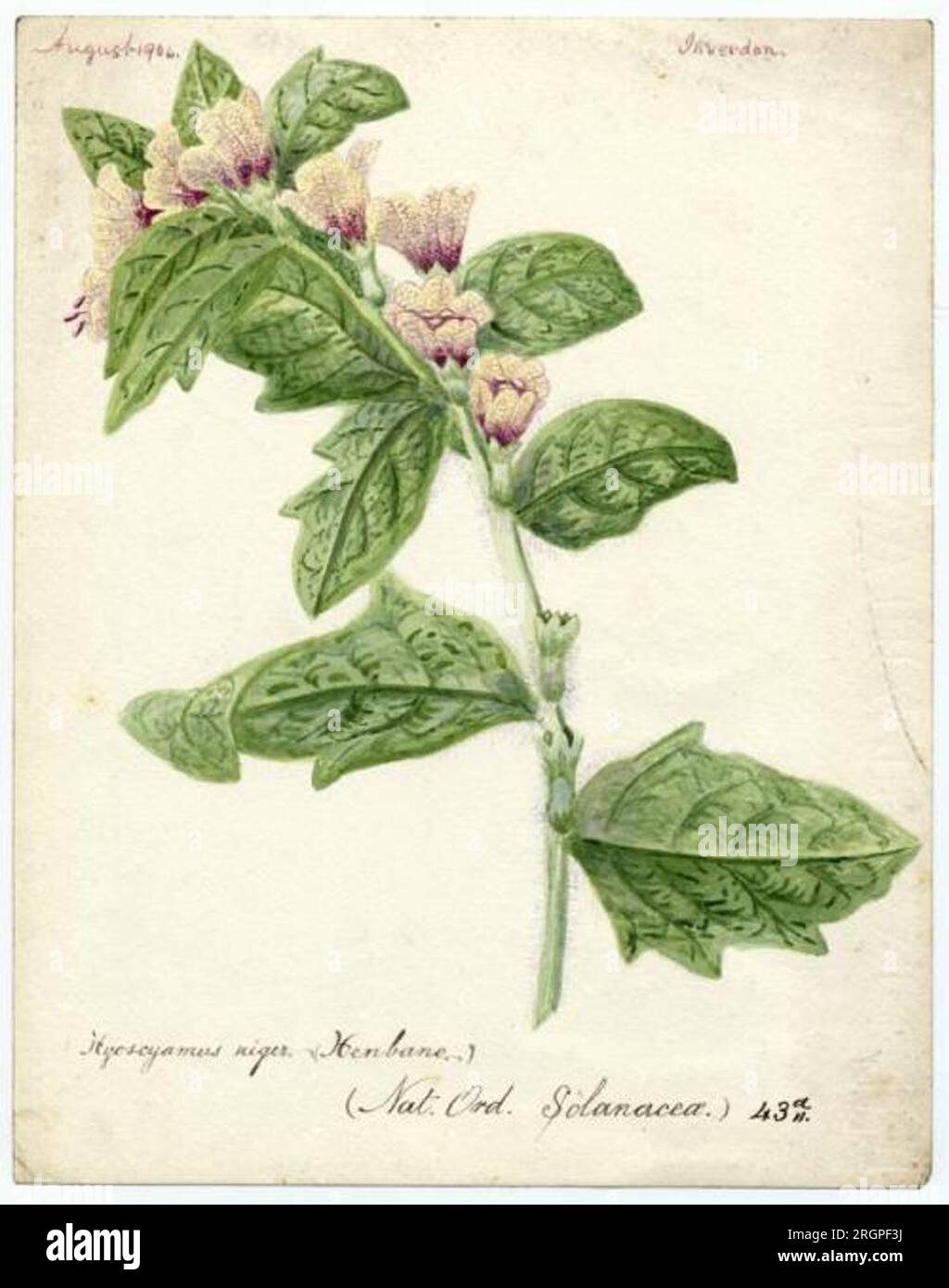 William catto abdag016206 hi-res stock photography and images - Alamy