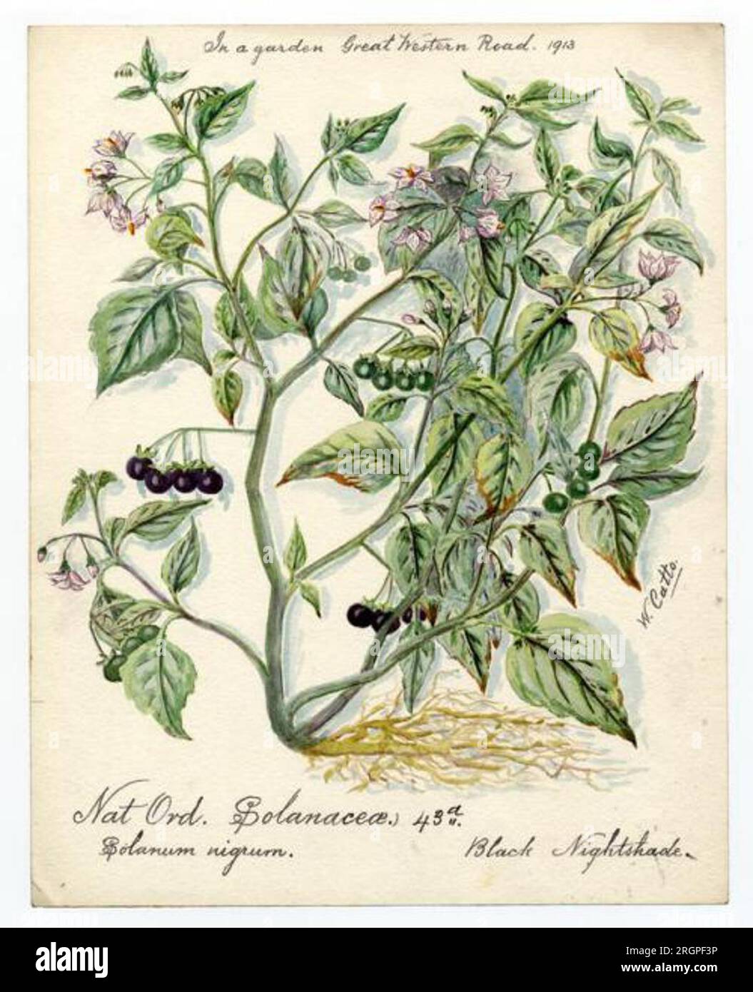 Black nightshade (Solanum nigrum) - William Catto 1913 by William Catto ...