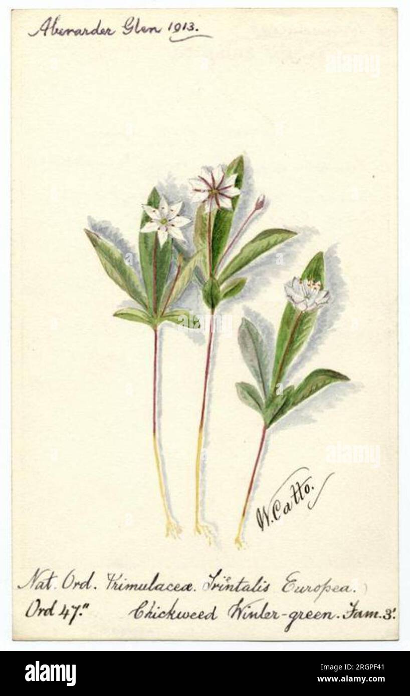 Chickweed Winter-green (Primulacea Trientalis europaea) - William Catto ...