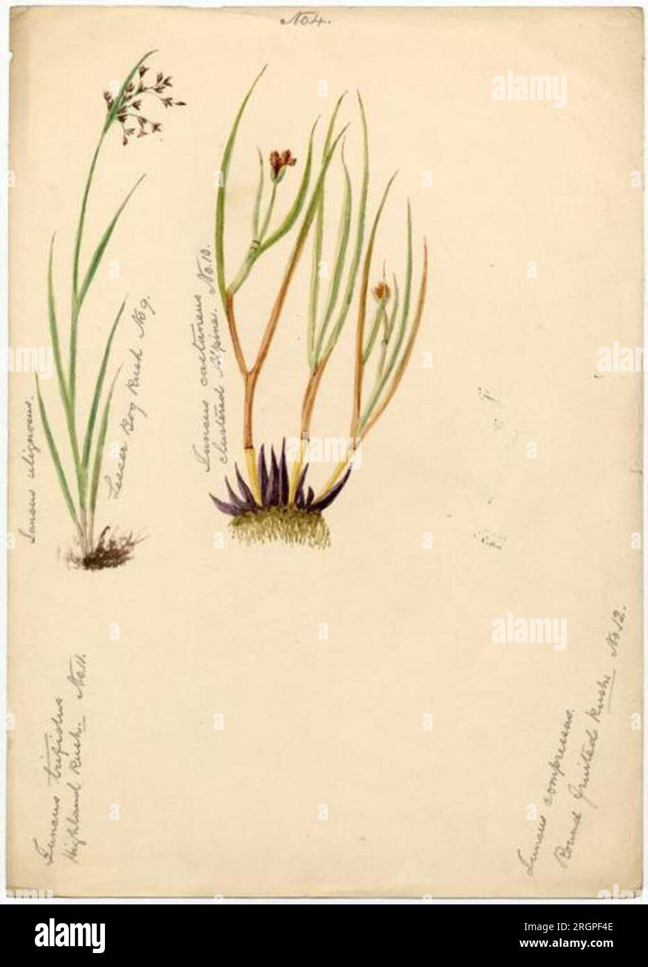 William catto hi-res stock photography and images - Alamy