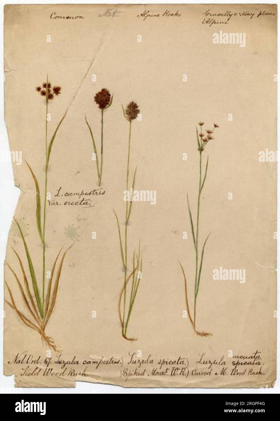 Curved wood rush hi-res stock photography and images - Alamy