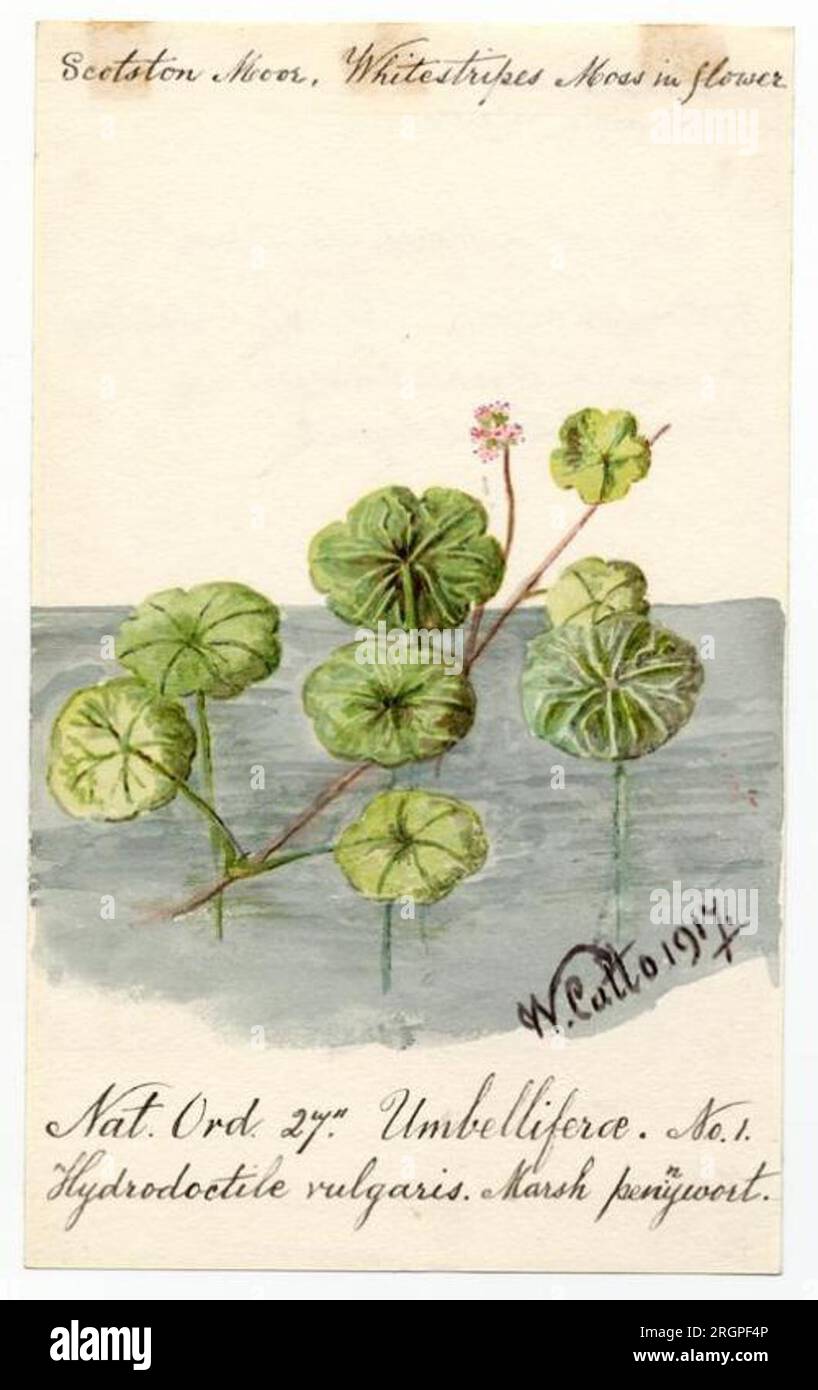 March pennywort (Hydrocotyle vulgaris) - William Catto 1917 by William ...