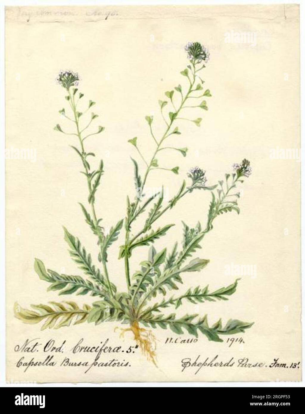 Shepherds purse - William Catto 1914 by William Catto Stock Photo - Alamy