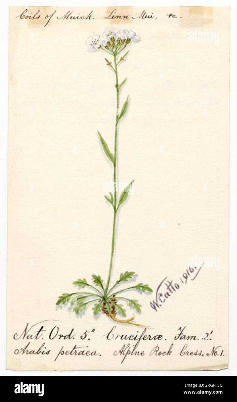 Alpine rock cress (Arabis petraea) - William Catto 1916 by William ...