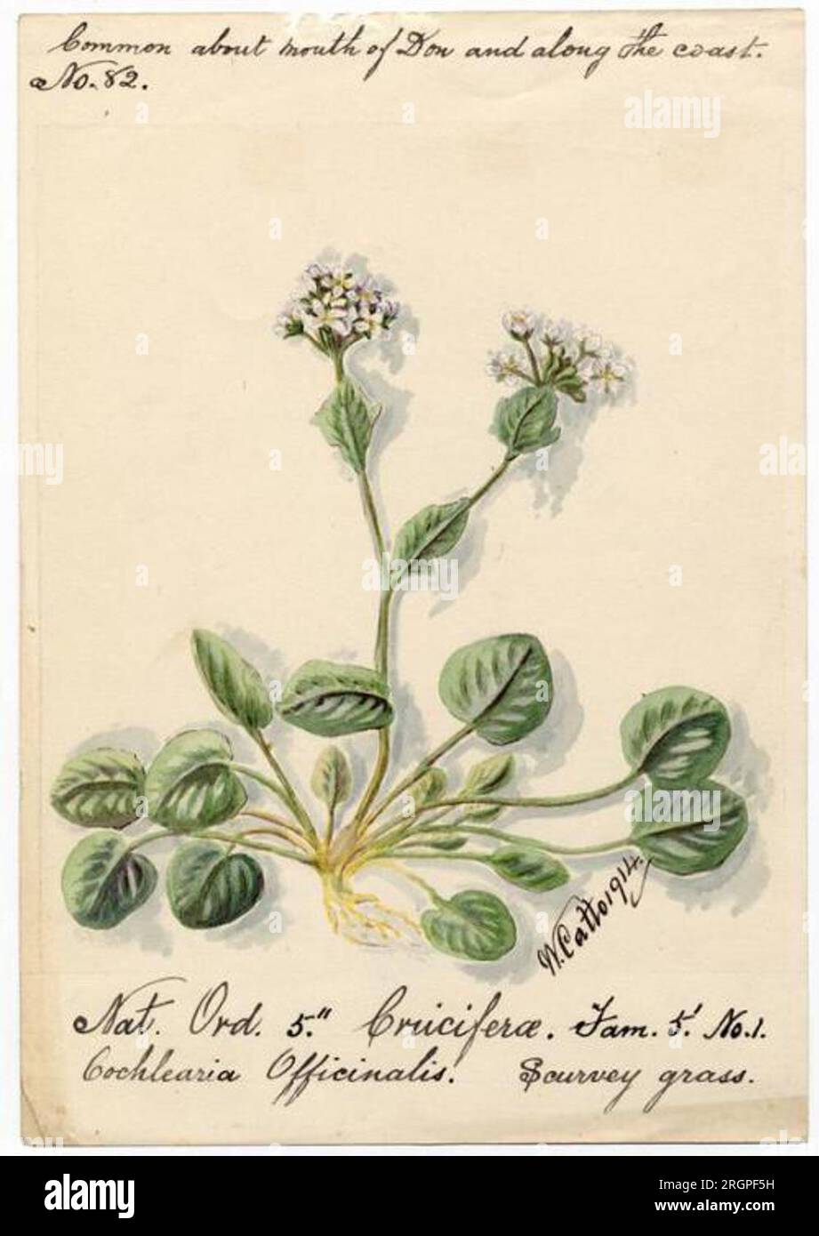 Scurvey grass (Cochlearia officinalis) - William Catto 1914 by William ...