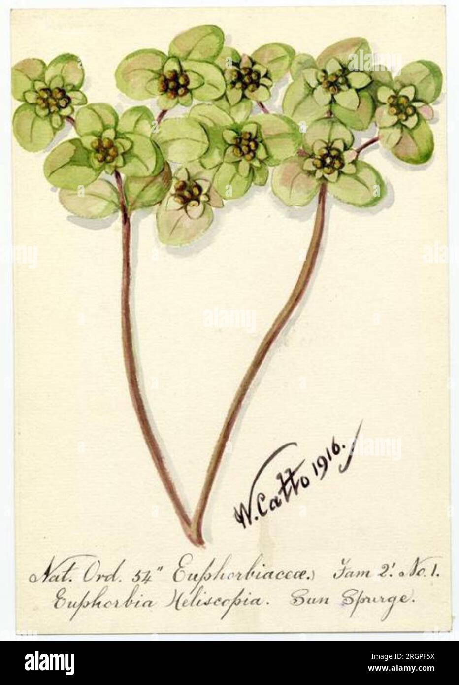 Sun spurge (Euphorbia helioscopia) - William Catto 1916 by William ...