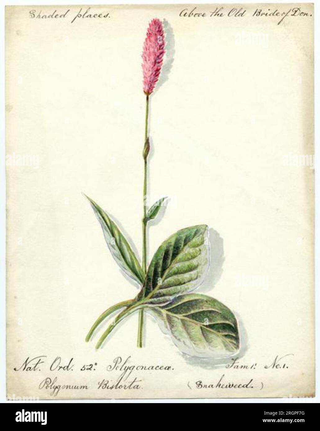 Snakeweed (Polygonum bistorta) - William Catto by William Catto Stock ...