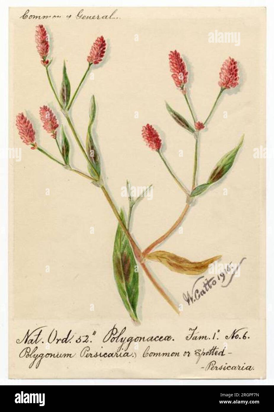 Common or spotted persicaria (Polygonum persicaria) - William Catto ...