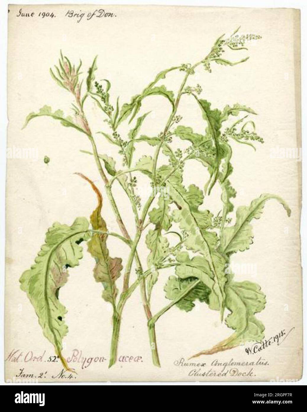 Clustered dock (rumex conglomeratus) - William Catto 1915 by William ...