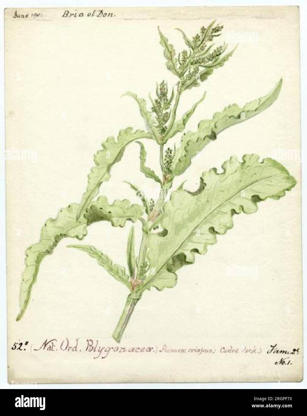Curled dock (rumex crispus) - William Catto 1 June 1904 by William ...