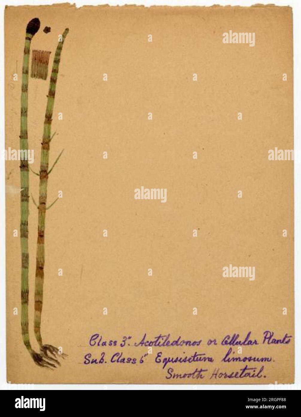 Smooth horsetail hi-res stock photography and images - Alamy