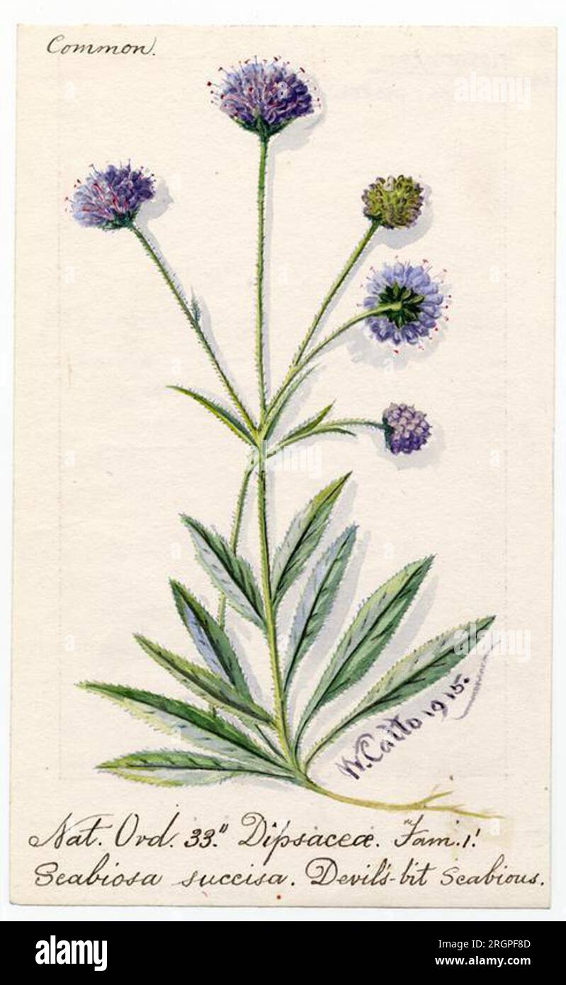 Devil's-bit seabious (succisa pratensis) - William Catto 1915 by ...