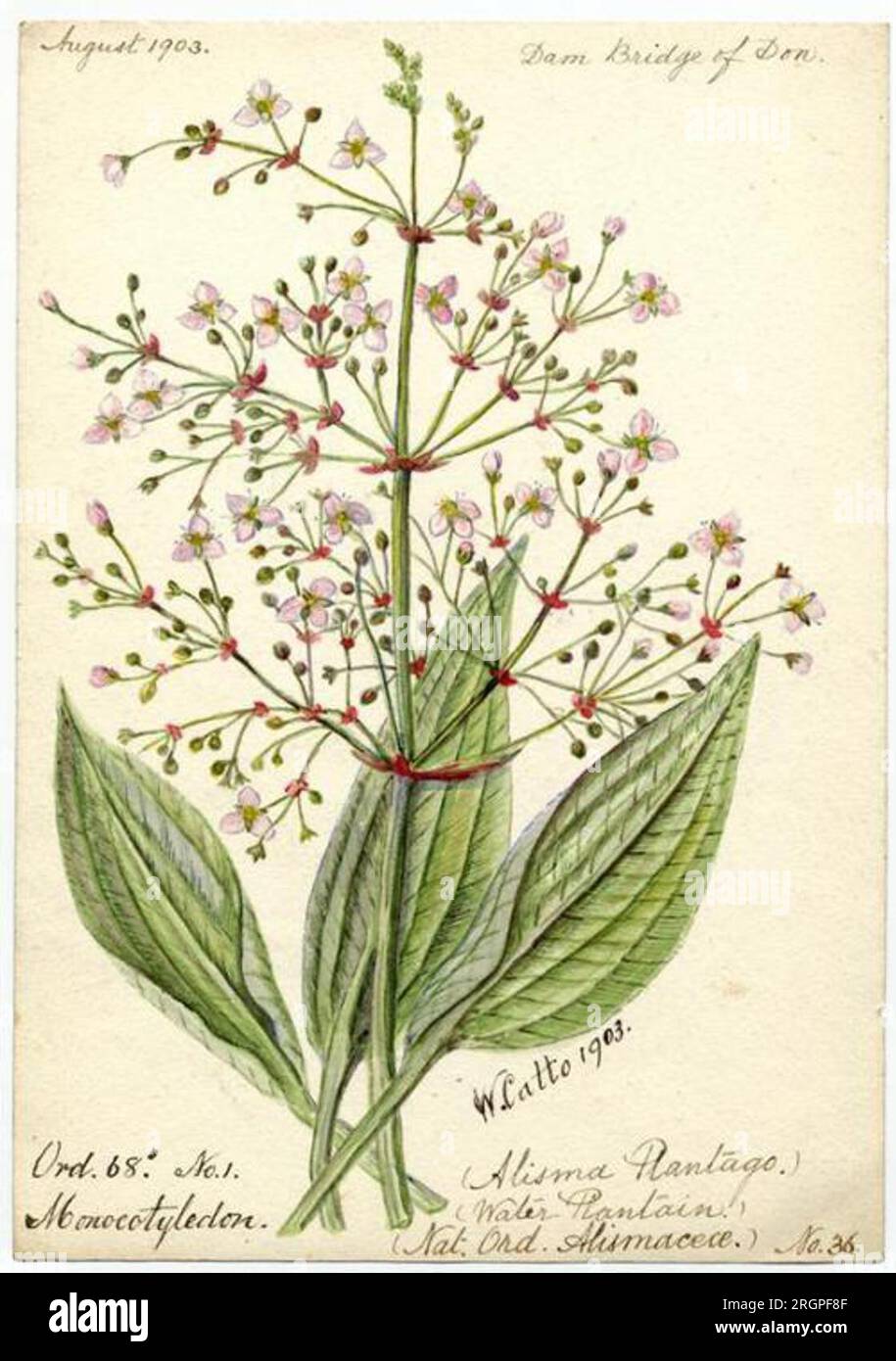 Water plantain (alisma plantago-aquatica) - William Catto 1903 by ...