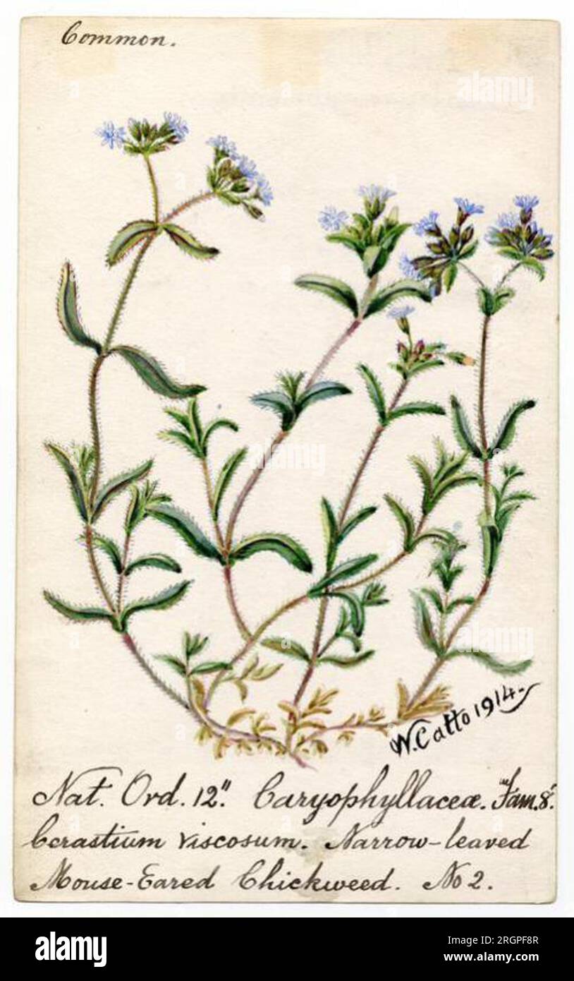 Narrow leaved mouse eared chickweed hi-res stock photography and images ...