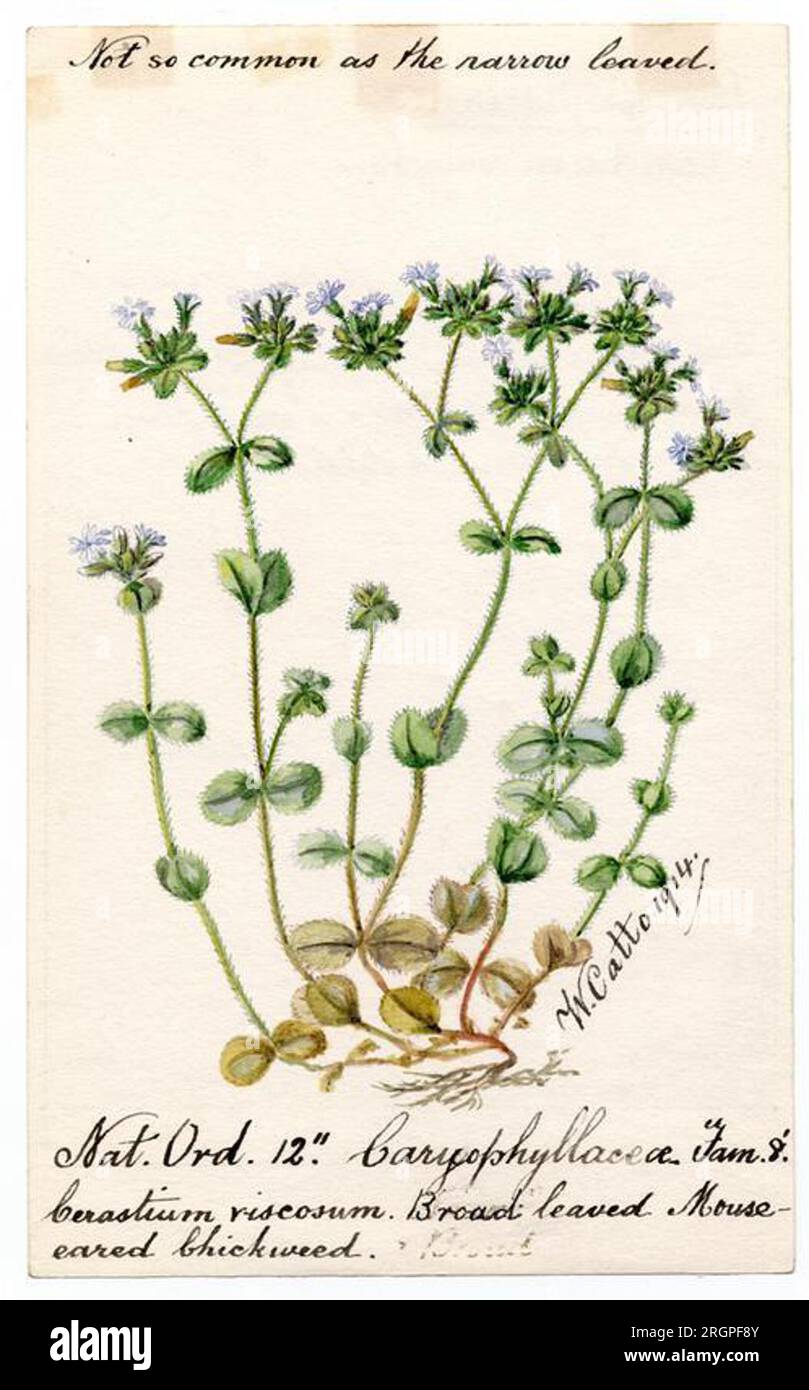 Broad-leaved Mouse-eared chickweed (Cerastium vulgatum) - William Catto ...