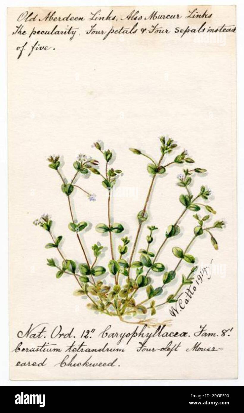 Four-cleft Mouse-eared chickweed (Cerastium tetrandrum) - William Catto ...
