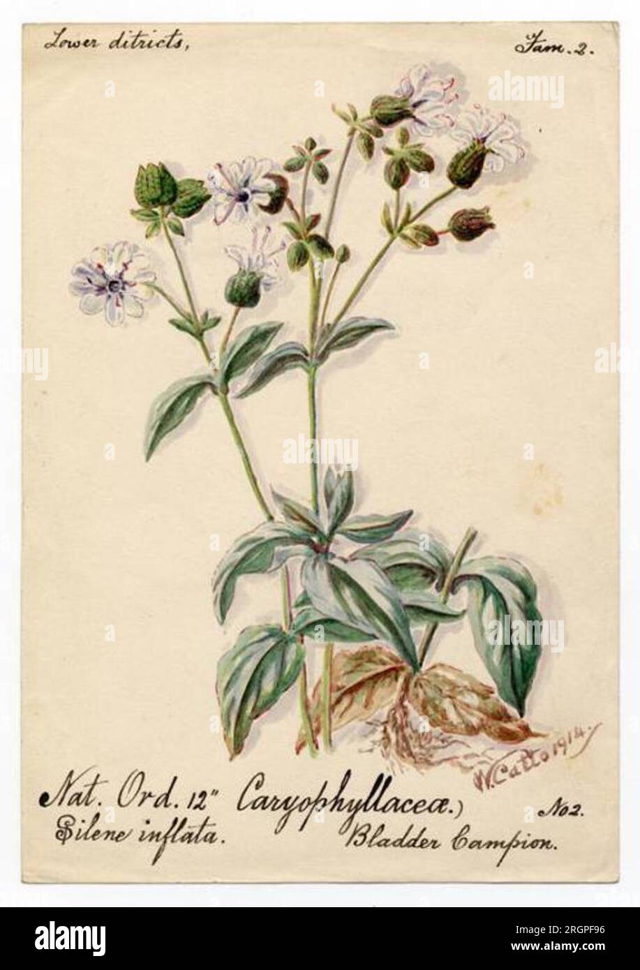 Bladder campion (Silene cucubalus) - William Catto 1914 by William ...