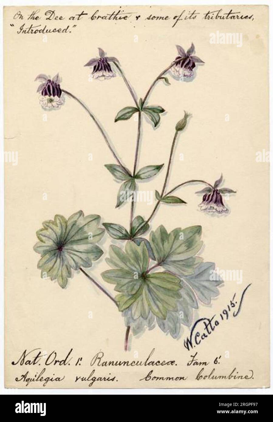 Common columbine (Aquilegia vulgaris) - William Catto 1915 by William ...