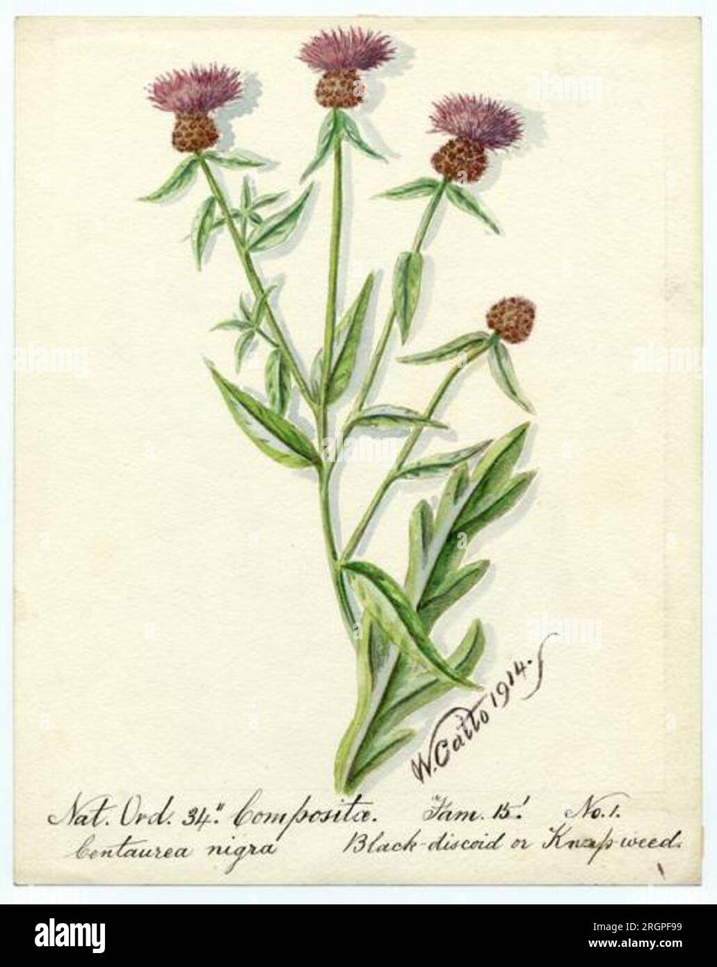 Black-discoid or Knap-weed (Centaurea nigra) - William Catto 1914 by ...