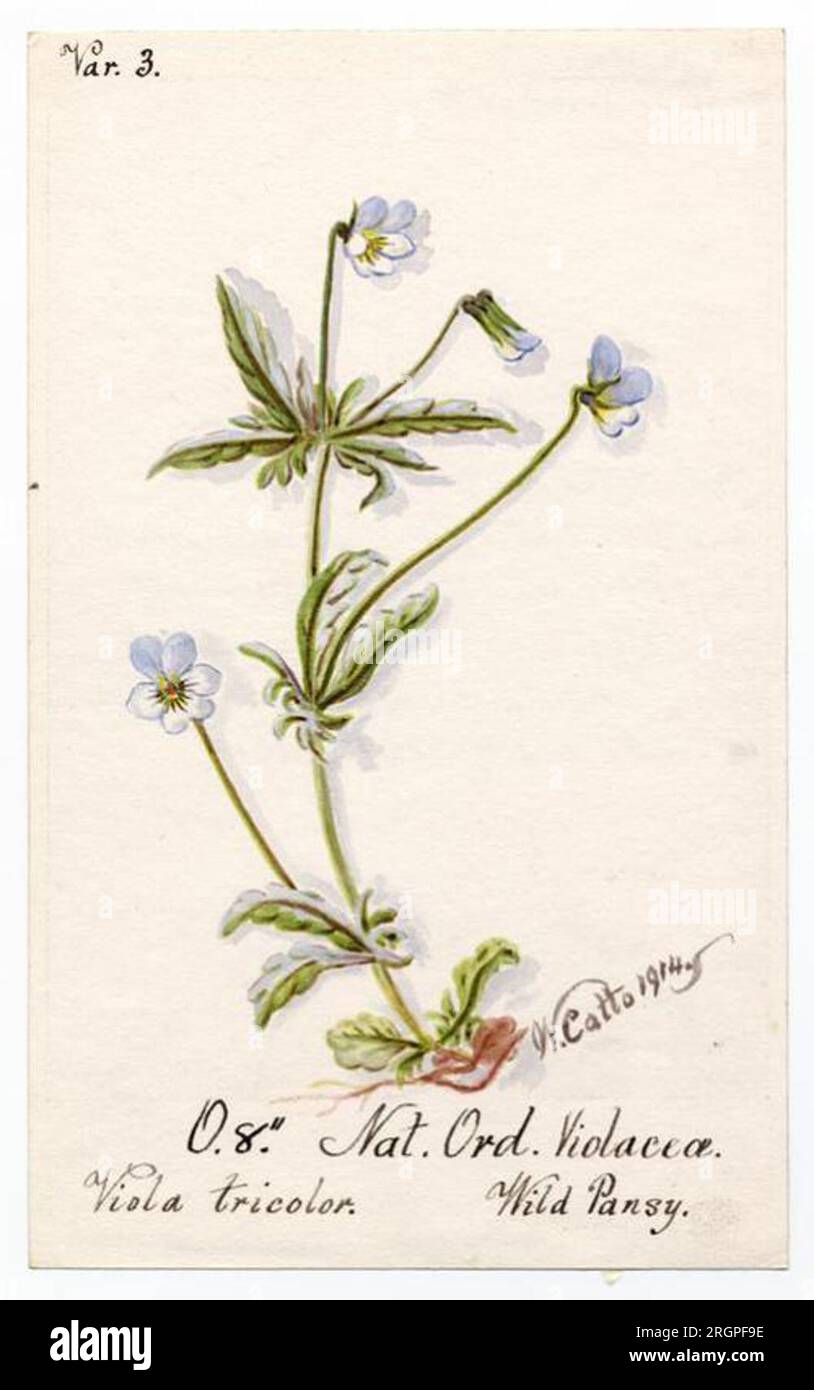 Wild Pansy (Viola tricolor) - William Catto 1914 by William Catto Stock ...