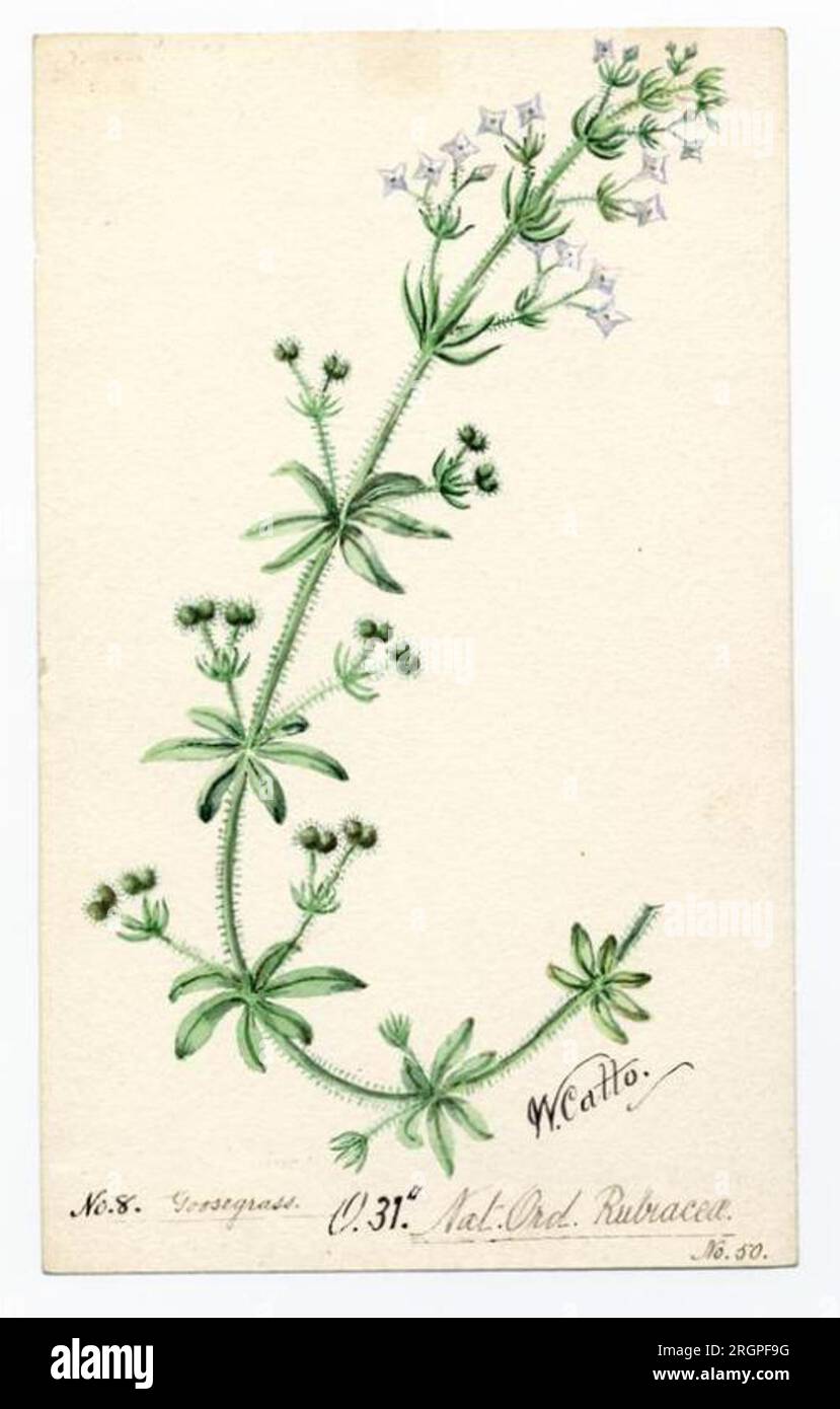 Goose grass (Galium aparine) - William Catto by William Catto Stock ...