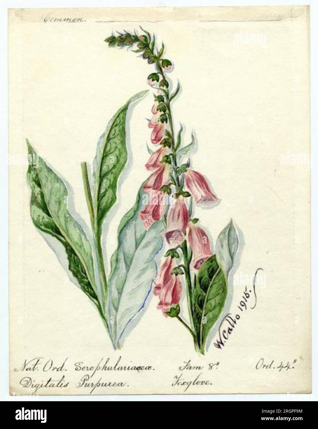 Foxglove (Digitalis purpurea) - William Catto 1915 by William Catto ...