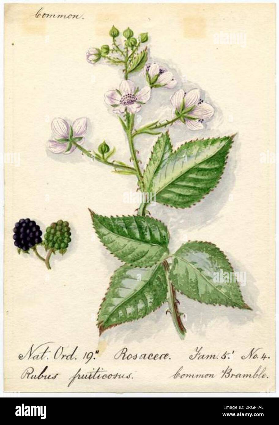 Common Bramble (rubus fruiticosus) - William Catto by William Catto ...