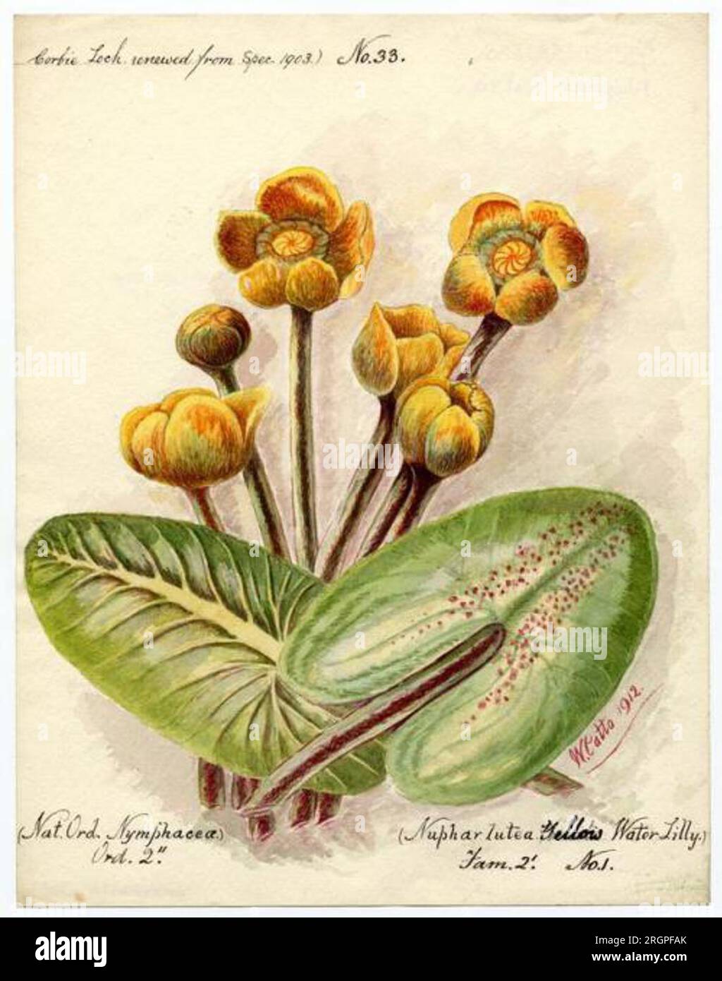 Yellow water lily (nuphar lutea) - William Catto 1912 by William Catto ...