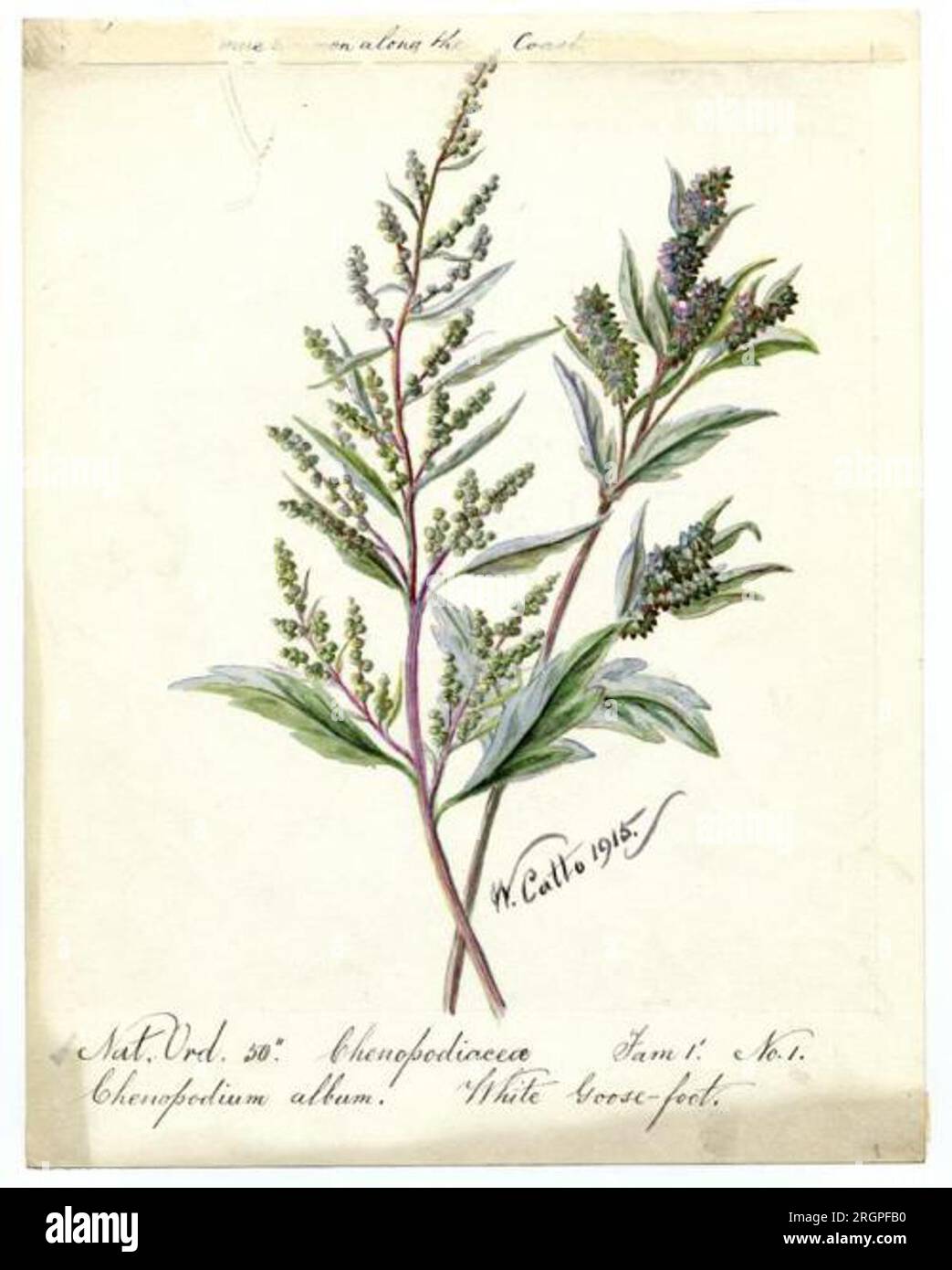 White Goose-foot (Chenopodium album) - William Catto 1915 by William ...