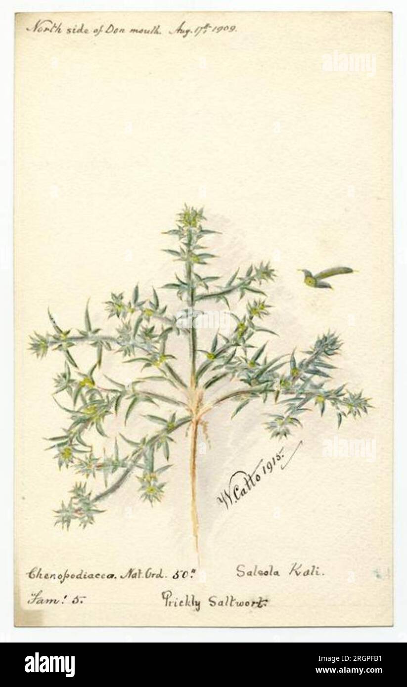 Prickly saltwort (salsola kali) - William Catto 1915 by William Catto ...
